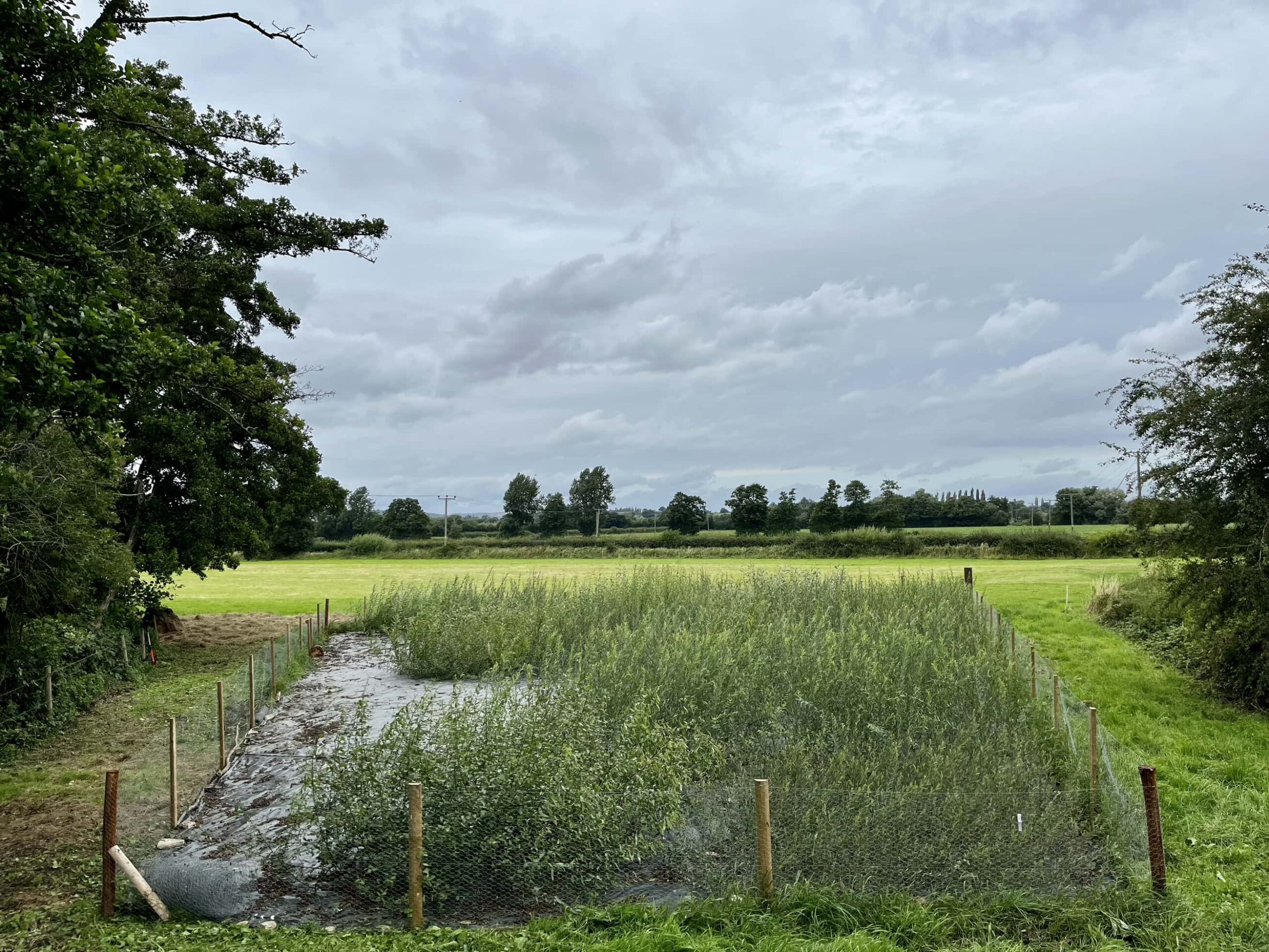 What is so special about willow? - Wegnalls Willow Coffins